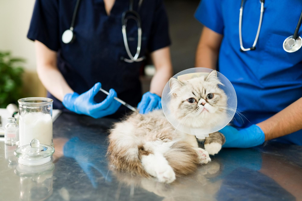 Clínica Veterinária – Universo Pet Center